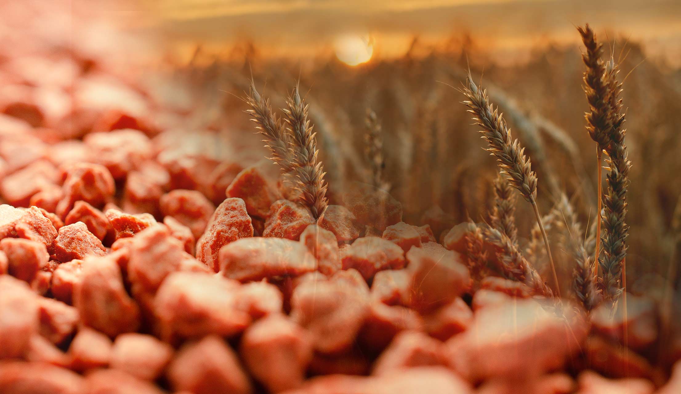 Contact - Encanto Potash Corp.